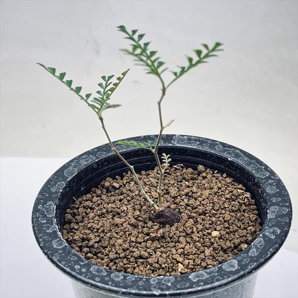 本体幅(葉幅）：約8.5ｃｍ　 樹高：約9ｃｍ　 鉢径：11ｃｍ※写真の現品をお届けします。※冬場は落葉しています。また春になると芽吹きます。