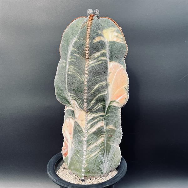 本体幅：約15ｃｍ　 樹高：約31ｃｍ　 鉢径18ｃｍ　＊写真の現品をお届けします。