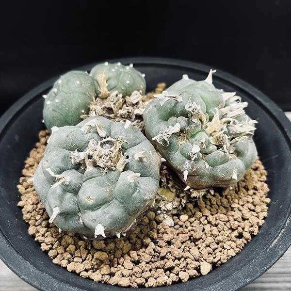 本体幅：約10.5ｃｍ　 樹高：約4ｃｍ　 鉢径：14ｃｍ＊写真の現品をお届けします。