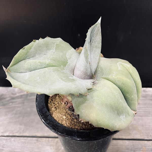 本体幅：約13ｃｍ　 樹高：約9ｃｍ　 鉢径：12ｃｍ＊写真の現品をお届けします。