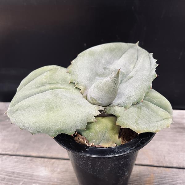 本体幅：約16ｃｍ　 樹高：約6ｃｍ　 鉢径：12ｃｍ＊写真の現品をお届けします。