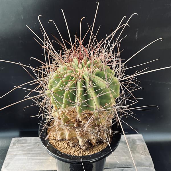 本体幅：約8ｃｍ　 樹高：約11ｃｍ　 鉢径：11ｃｍ※側面に大きな傷があります。アップ画像でご確認の上、ご了承ください。＊写真の現品をお届けします。