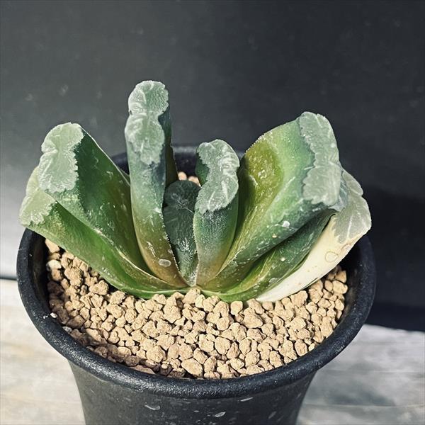 本体幅：約7ｃｍ　 樹高：約4ｃｍ　 鉢径：7ｃｍ＊写真の現品をお届けします。