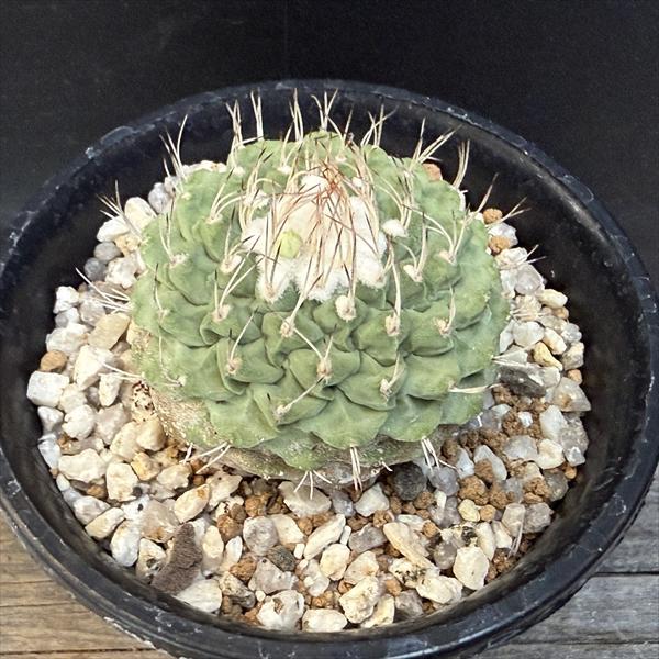 本体幅：約5.5ｃｍ　 樹高：約3.5ｃｍ　 鉢：約9ｃｍ＊写真の現品をお届けします。