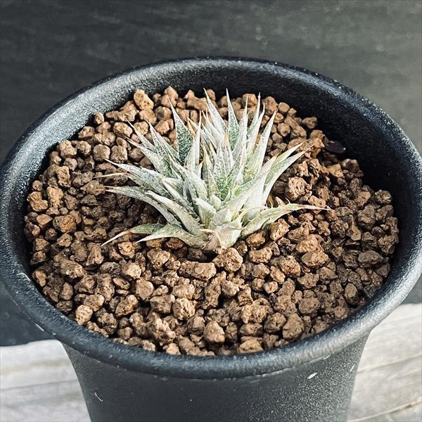 本体幅：約3.5ｃｍ　 樹高：約2ｃｍ　 鉢径：7ｃｍ*数量ものの為、写真と若干形状が異なる場合がございます。