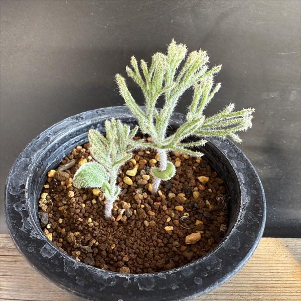 葉幅：約6ｃｍ　 樹高：約8ｃｍ　 鉢径：11ｃｍ＊写真の現品をお届けします。※球根植物です。時期によっては葉の長さが変化したり、成長に伴い球根の形状が変化したり、葉がなく（地上部分が枯れて）球根だけのお届けになる場合もございます。ご了承く...