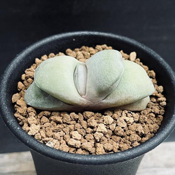 幅：約5ｃｍ　 樹高：約2ｃｍ　 鉢径：7ｃｍ※数量物の為、若干樹形が異なる場合がございます。