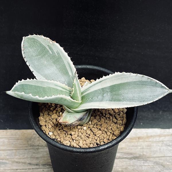 本体幅：約11ｃｍ　 樹高：約5ｃｍ　 鉢径：7ｃｍ*数量ものの為、写真と若干形状が異なる場合がございます。