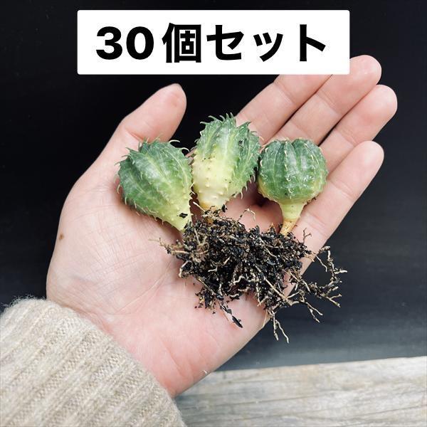 幅：約2.5ｃｍ前後　*数量ものの為、写真と若干形状が異なる場合がございます。