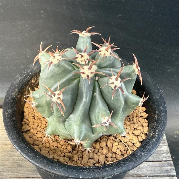 本体幅：約6ｃｍ　 樹高：約5.5ｃｍ　 鉢径：9ｃｍ＊写真の現品をお届けします。