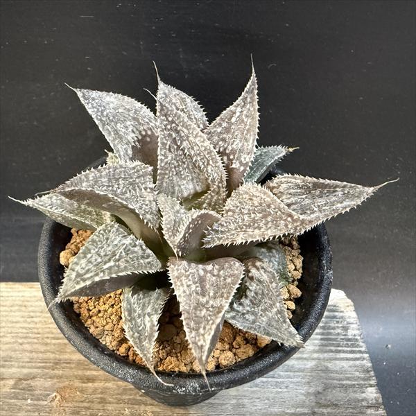 本体幅：約7.5ｃｍ　 樹高：約3ｃｍ　 鉢径：7ｃｍ*数量ものの為、写真と若干形状が異なる場合がございます。