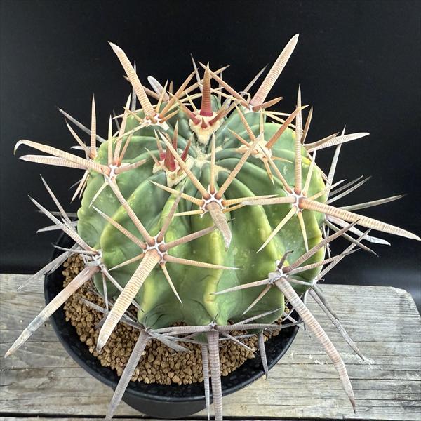 本体幅：約12ｃｍ　 全体幅（トゲ含む）：約21ｃｍ　樹高：約10ｃｍ　 鉢径：15ｃｍ　＊写真の現品をお届けします。