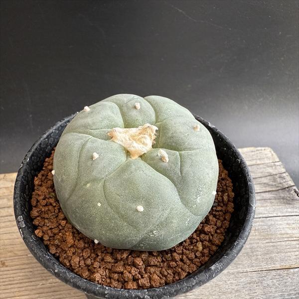 本体幅：約6ｃｍ　 樹高：約3ｃｍ　 鉢径：9ｃｍ＊数量ものの為、写真と若干形状が異なる場合がございます。