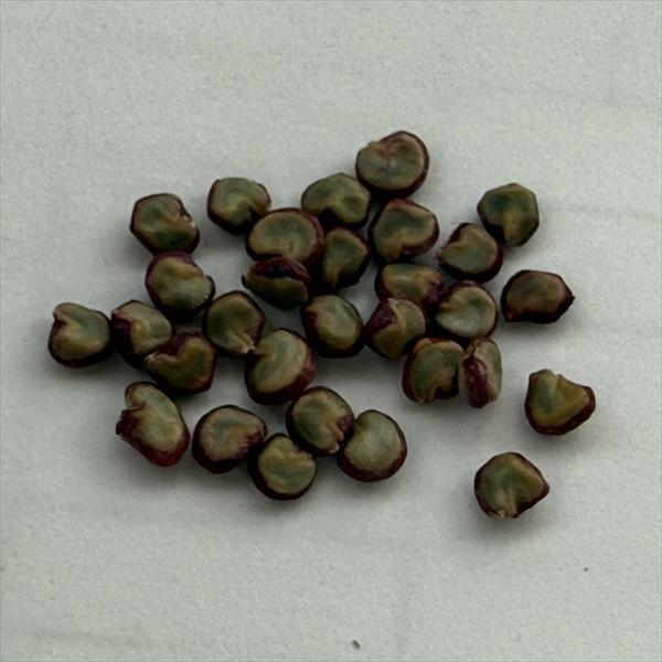 2025年8月30日に大阪府で採取できたものを当店で詰めたもので、袋は透明のビニール袋です。商品写真の2枚目以降は親株の参考画像です。容量：30粒