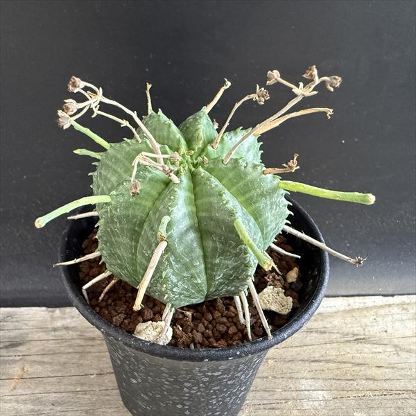 塊根幅：約6ｃｍ　全幅（トゲ含む）：約9ｃｍ　樹高：約4.5ｃｍ　 鉢径：9ｃｍ＊写真の現品をお届けします。　※冬場は落葉し、塊根部分のみの状態で越冬します。また春になりますと新葉が芽吹きます。