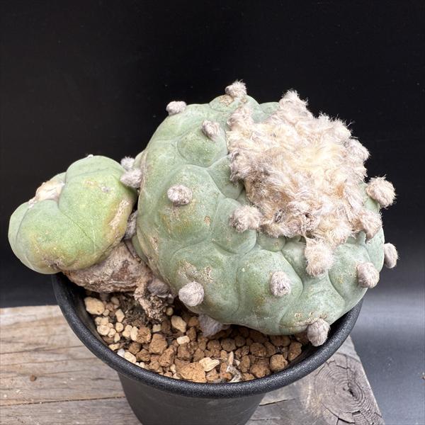 本体幅：約12ｃｍ　 樹高：約6ｃｍ　 鉢径：10ｃｍ＊写真の現品をお届けします。