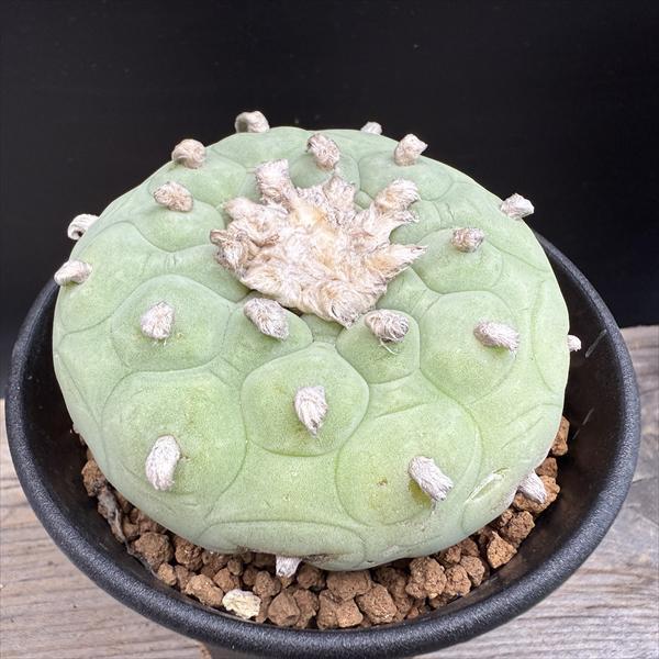 本体幅：約8ｃｍ　 樹高：約3ｃｍ　 鉢径：10ｃｍ＊写真の現品をお届けします。