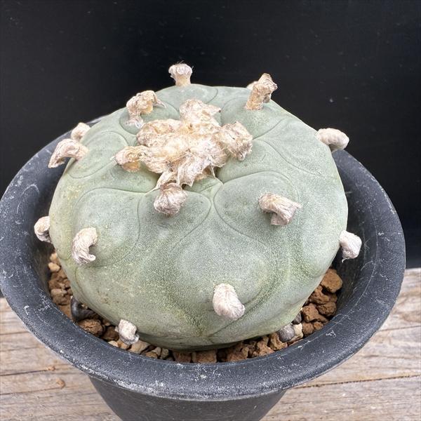 本体幅：約7ｃｍ　 樹高：約4ｃｍ　 鉢径：11ｃｍ＊写真の現品をお届けします。