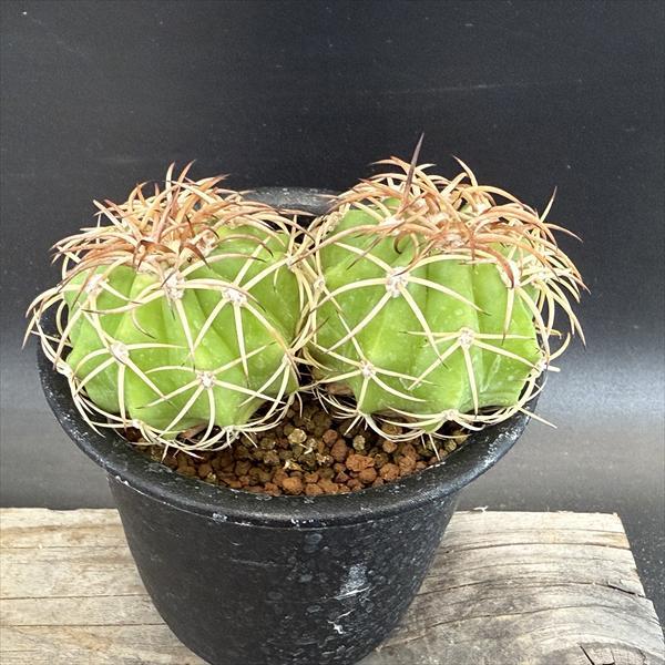 本体幅：各約5ｃｍ　 樹高：各約3ｃｍ　 鉢径：9ｃｍ＊写真の現品をお届けします。