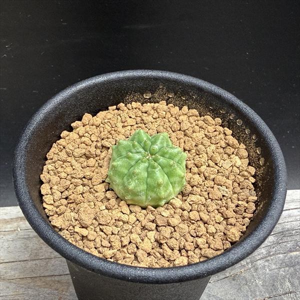 幅：約2ｃｍ　樹高：約1ｃｍ　 鉢径：7ｃｍ*数量ものの為、写真と若干形状が異なる場合がございます。*小さい株のため、刺のような茶色い花柄はまだついてない株もございます。ご了承ください。