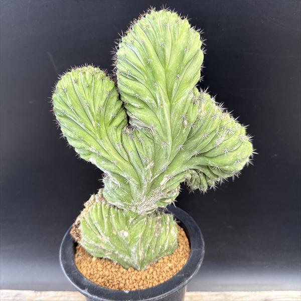 本体幅：約15ｃｍ　 樹高：約20ｃｍ　 鉢径：13ｃｍ＊写真の現品をお届けします。