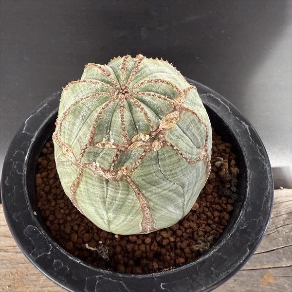 幅：約6ｃｍ　樹高：約5.5ｃｍ　 鉢径：11ｃｍ＊写真の現品をお届けします。　