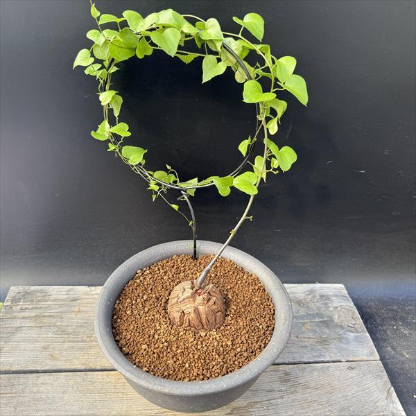 塊根幅：約6ｃｍ　支柱の幅：約20ｃｍ　全高（支柱含む）：約34ｃｍ　 鉢径：18ｃｍ＊写真の現品をお届けします。＊夏場は休眠するため葉が枯れ、塊根部分のみでのお届けとなります。また、夏前の時期は休眠前で葉数が減ったり、黄色や茶色の変色部分...