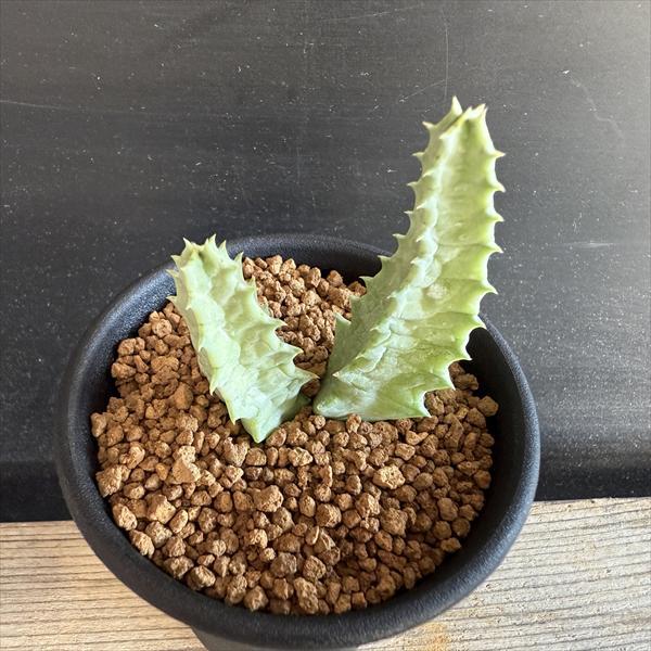 本体幅：約3.5ｃｍ　 樹高：約5ｃｍ　 鉢径：7ｃｍ※数量物の為、若干樹形が異なる場合がございます。※枝が折れて落ちやすい植物です。お届け時に枝が取れている場合がございます。ご了承ください。折れてしまった部分は乾かして植えていただくことで...