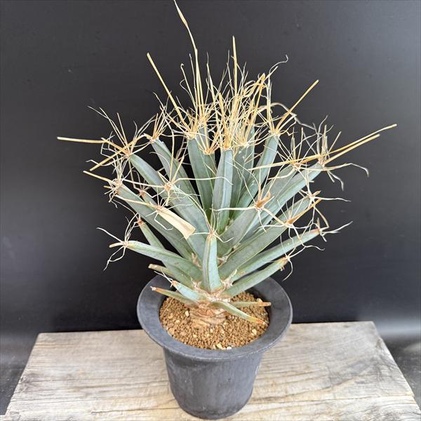 本体幅：約19ｃｍ　 樹高：約19ｃｍ　鉢径：約15ｃｍ＊写真の現品をお届けします。