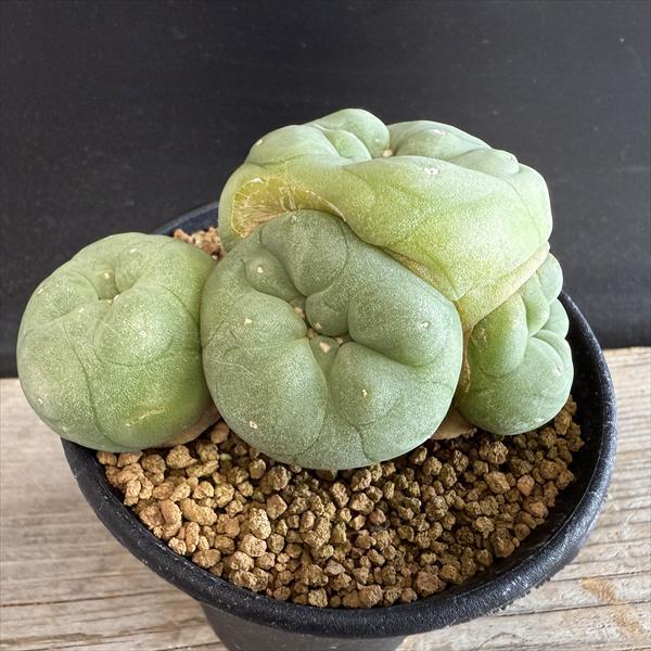 本体幅：約8.5ｃｍ　 樹高：約3.5ｃｍ　 鉢径：9ｃｍ＊写真の現品をお届けします。