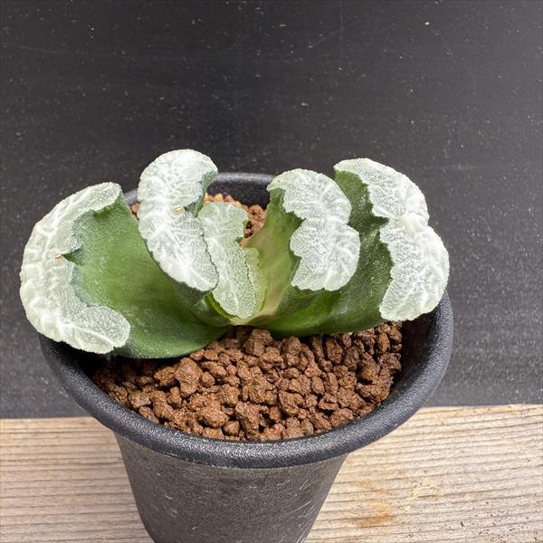 本体幅：約6.5ｃｍ　 樹高：約2.5ｃｍ　 鉢径：7ｃｍ＊写真の現品をお届けします。