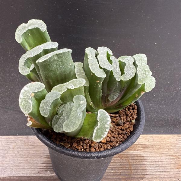本体幅：約7ｃｍ　 樹高：約5ｃｍ　 鉢径：7ｃｍ＊写真の現品をお届けします。