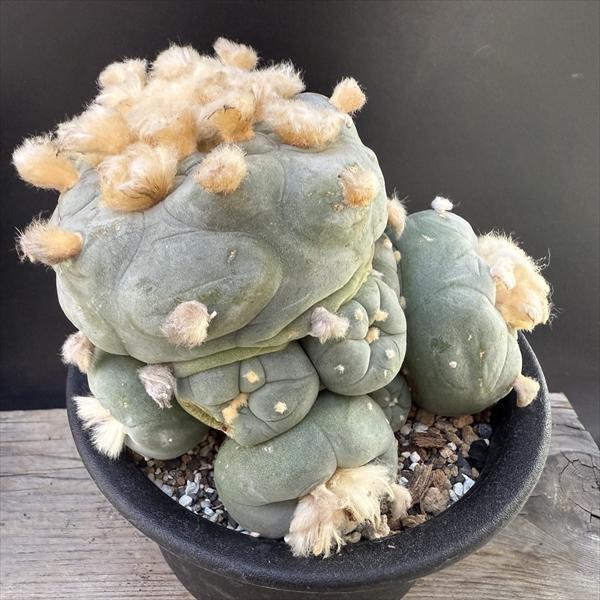 本体幅：約14ｃｍ　 樹高：約9ｃｍ　 鉢径：15ｃｍ＊写真の現品をお届けします。