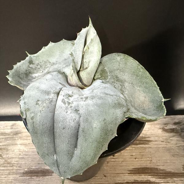 本体幅：約14ｃｍ　 樹高：約7ｃｍ　 鉢径：12ｃｍ＊写真の現品をお届けします。