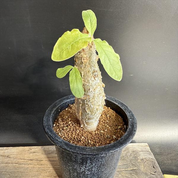 葉幅：約20ｃｍ　樹高：約74ｃｍ　 鉢径：13ｃｍ＊写真の現品をお届けします。※冬場は落葉しています。また春になると芽吹きます。