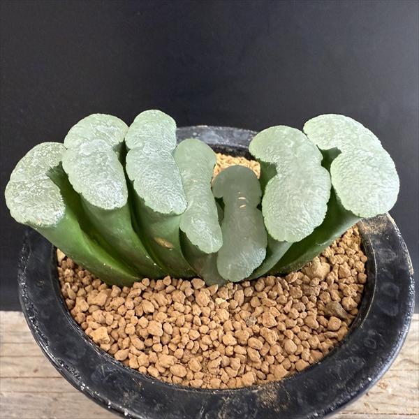 本体幅：約9ｃｍ　 樹高：約4ｃｍ　 鉢径：11ｃｍ＊写真の現品をお届けします。