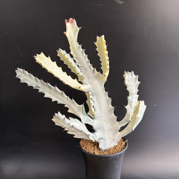 幅：約17ｃｍ　樹高：約22ｃｍ　 鉢径：9ｃｍ＊写真の現品をお届けします。