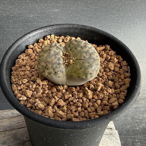 幅：約3ｃｍ　樹高：約2ｃｍ　 鉢径：7ｃｍ※数量ものの為、写真と若干形状が異なる場合がございます。また季節により、しわが寄っていたり、ふくらんでいたり、割れ始めていたり、多少見た目に差がございます。