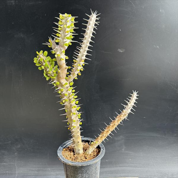 本体幅(葉幅）：約23ｃｍ　樹高：約32ｃｍ　 鉢径：11ｃｍ＊写真の現品をお届けします。