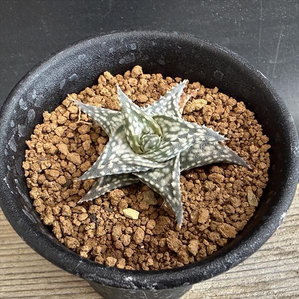 本体幅：約4ｃｍ　 樹高：約2ｃｍ　 鉢径：7ｃｍ*数量ものの為、写真と若干形状が異なる場合がございます。