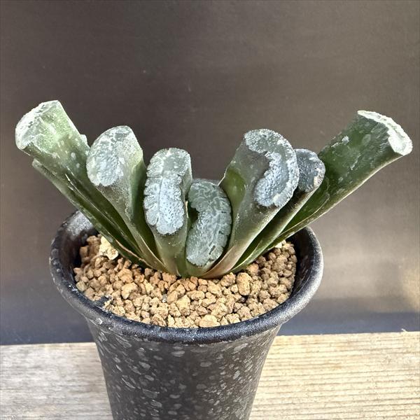 本体幅：約8ｃｍ　 樹高：約4ｃｍ　 鉢径：7ｃｍ