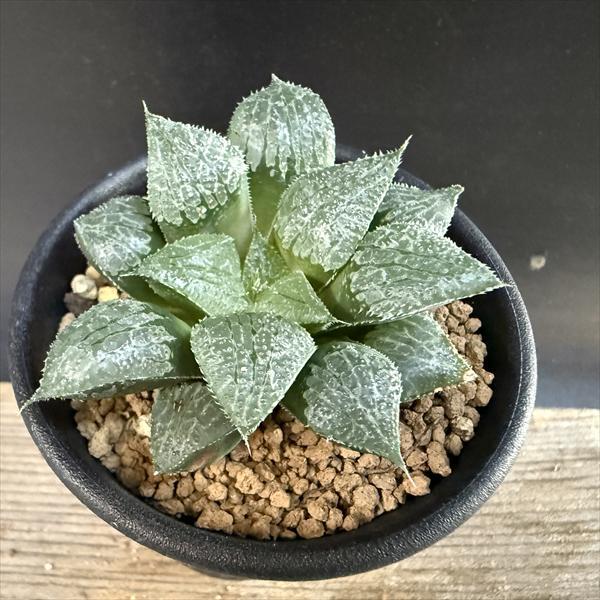 本体幅：約6.5ｃｍ　 樹高：約2.5ｃｍ　 鉢径：7ｃｍ