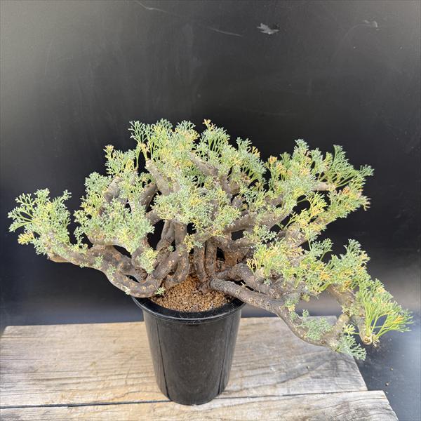 枝幅：約30ｃｍ　 樹高：約14ｃｍ　鉢径：約12ｃｍ　＊写真の現品をお届けします。【発根済の安心株です】枝にたくさん芽吹きか見られ、根も順調に発根している安心株です。2025年12月19日現在、根が伸びつつありますので、植え替えすると根が...