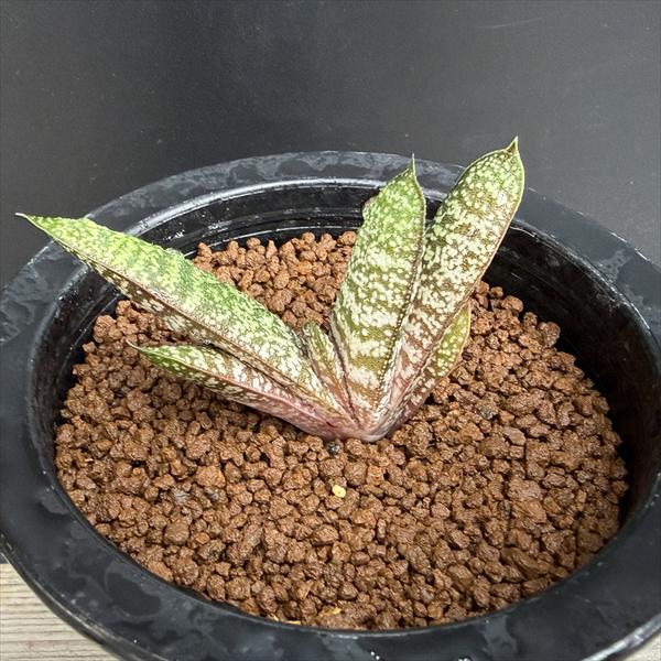 幅：約7ｃｍ　 樹高：約4ｃｍ　 鉢径：11ｃｍ※数量物の為、若干樹形が異なる場合がございます。