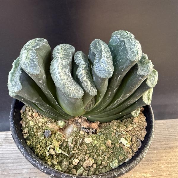 本体幅：約8.5ｃｍ　 樹高：約5ｃｍ　 鉢径：9ｃｍ＊写真の現品をお届けします。