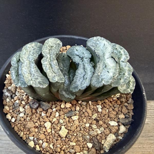 本体幅：約6.5ｃｍ　 樹高：約3.5ｃｍ　 鉢径：9ｃｍ＊写真の現品をお届けします。