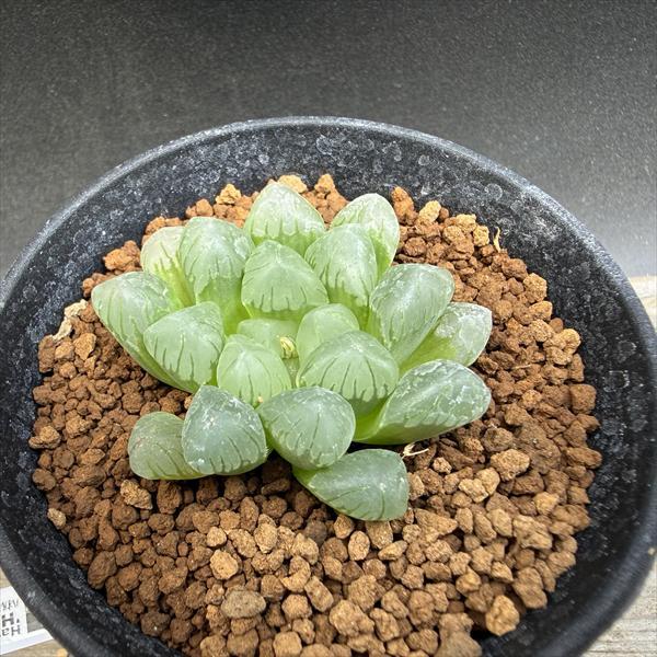 本体幅：約5ｃｍ　 樹高：約1ｃｍ　 鉢径：9ｃｍ*数量ものの為、写真と若干形状が異なる場合がございます。