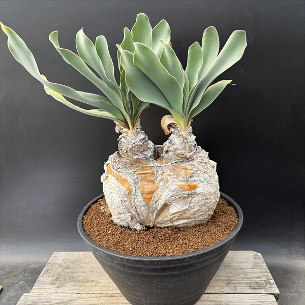 葉幅：約18ｃｍ　塊幅：約17ｃｍ　樹高：約19ｃｍ　鉢径：約26ｃｍ＊写真の現品をお届けします。