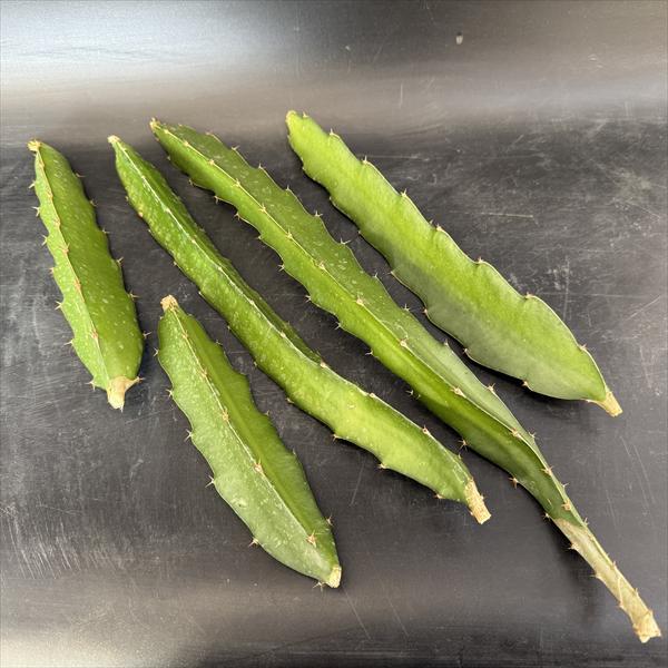 お得な5本セットです。本体幅：約4〜5ｃｍ　 樹高：約9〜45ｃｍ　*数量ものの為、写真と若干形状が異なる場合がございます。