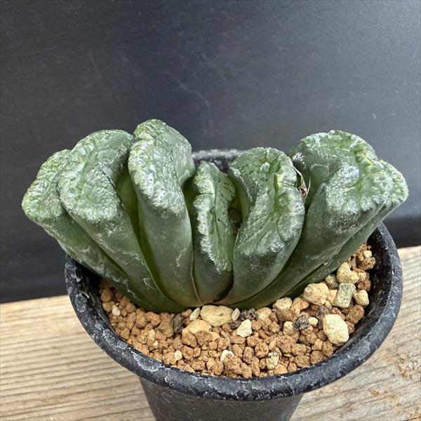 本体幅：約7.5ｃｍ　 樹高：約4ｃｍ　 鉢径：7ｃｍ＊写真の現品をお届けします。